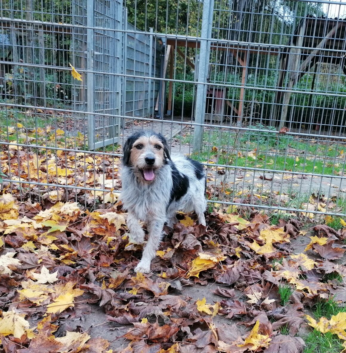 Arno - Tierheim Solingen