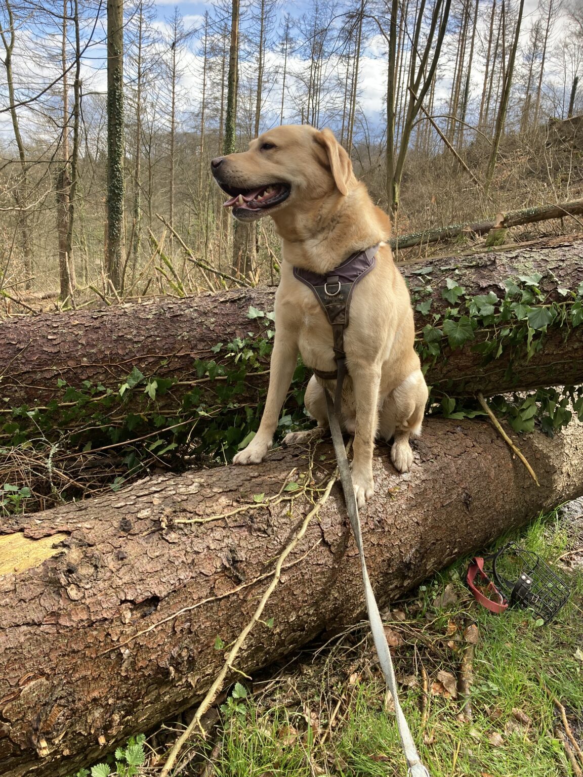 Sam (hat Interessenten) - Tierheim Solingen