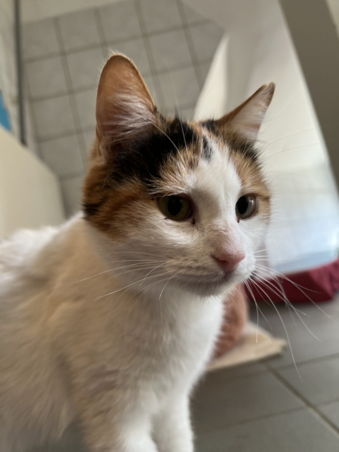 Ilonka - Tierheim Solingen