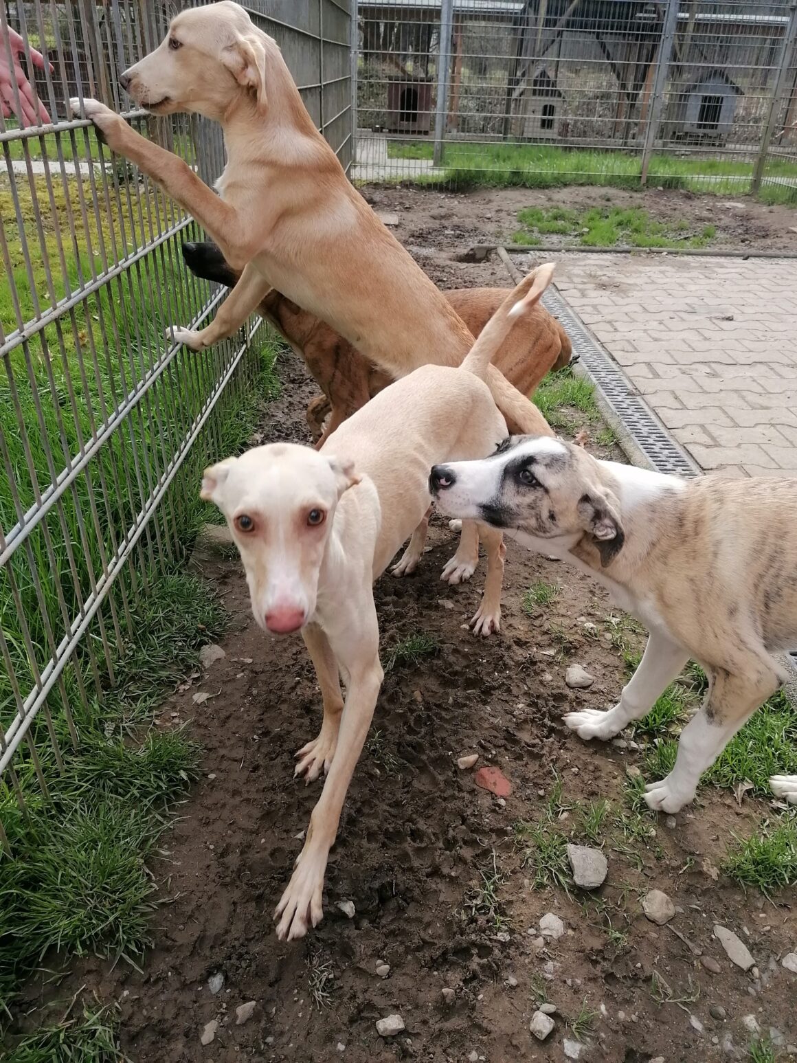 Vanilla - Tierheim Solingen