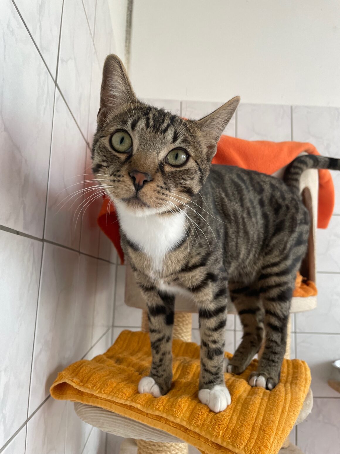 Tiger - Tierheim Solingen