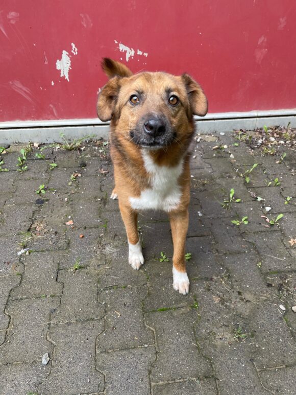 Phil - Tierheim Solingen