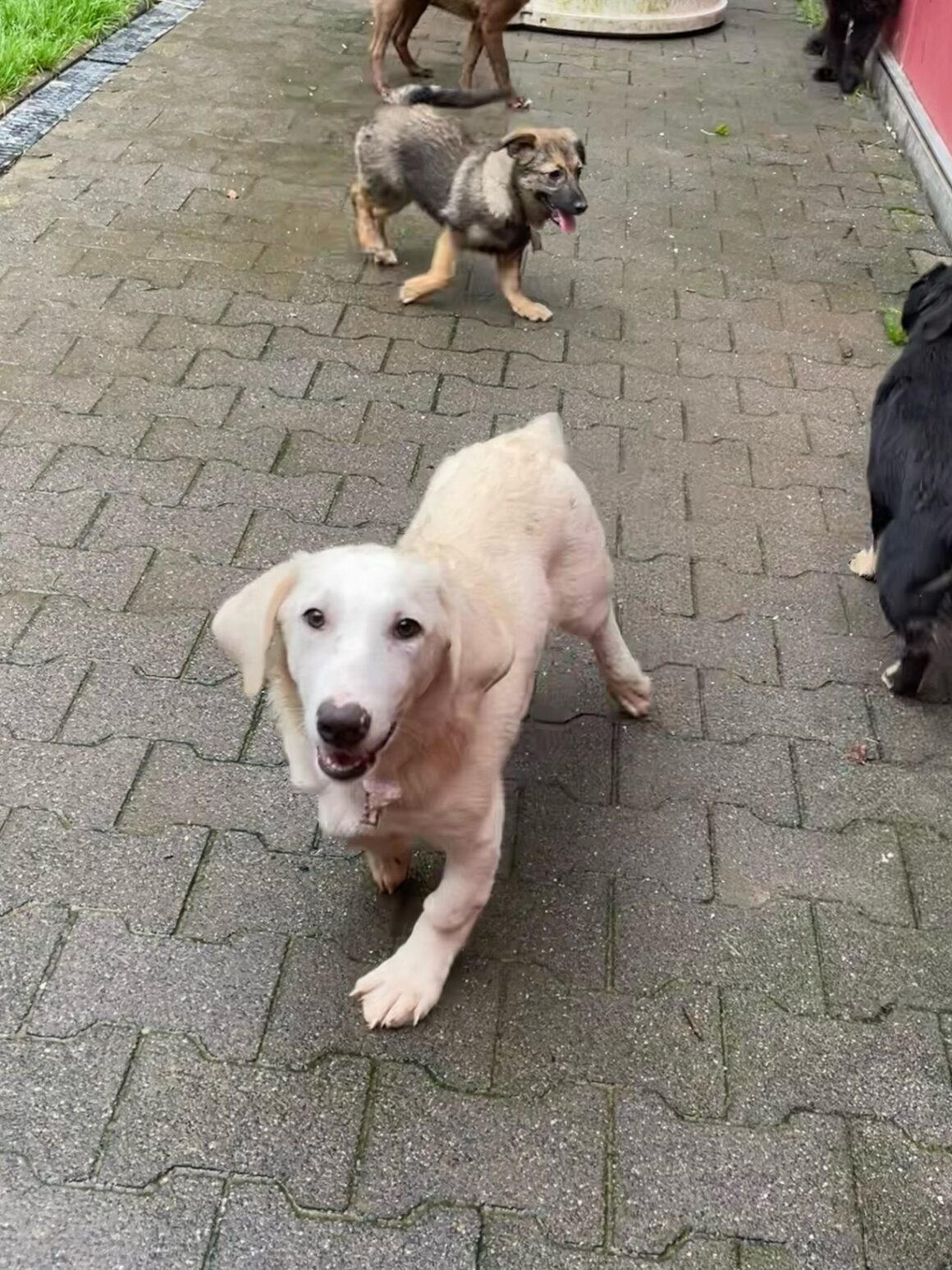 Neo - Tierheim Solingen