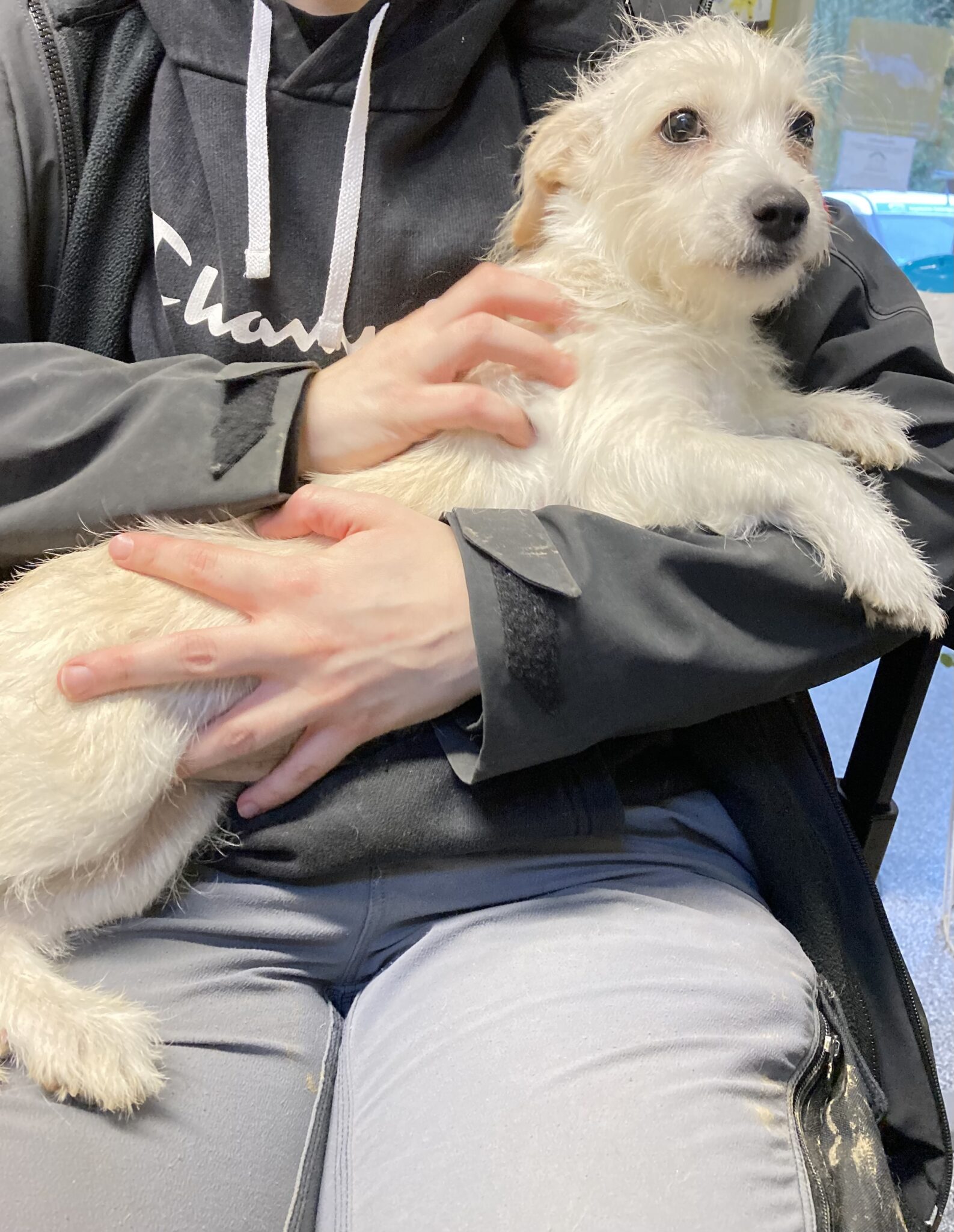 Loki - Tierheim Solingen