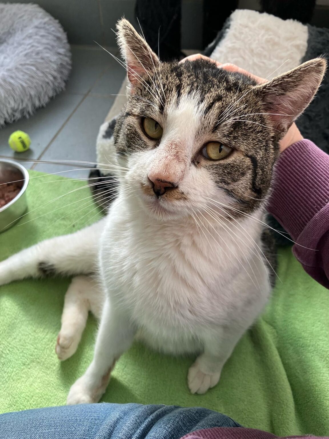 Oliver - Tierheim Solingen