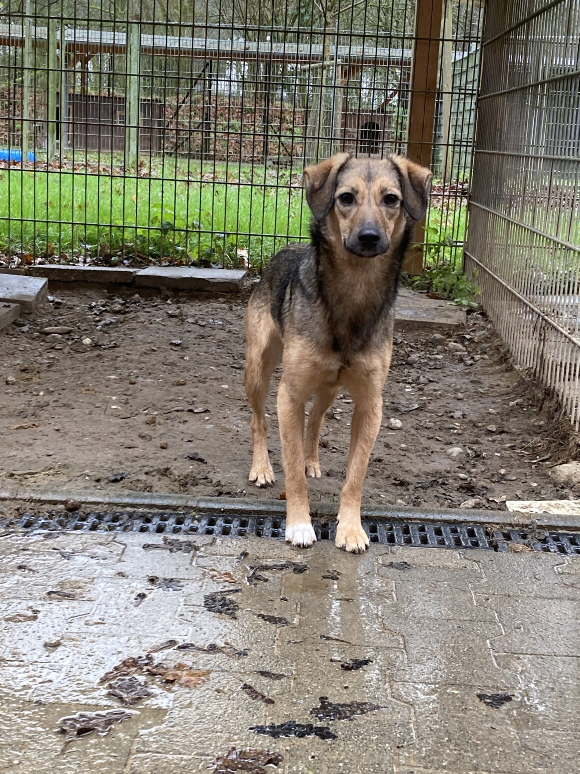 Ronja - Tierheim Solingen