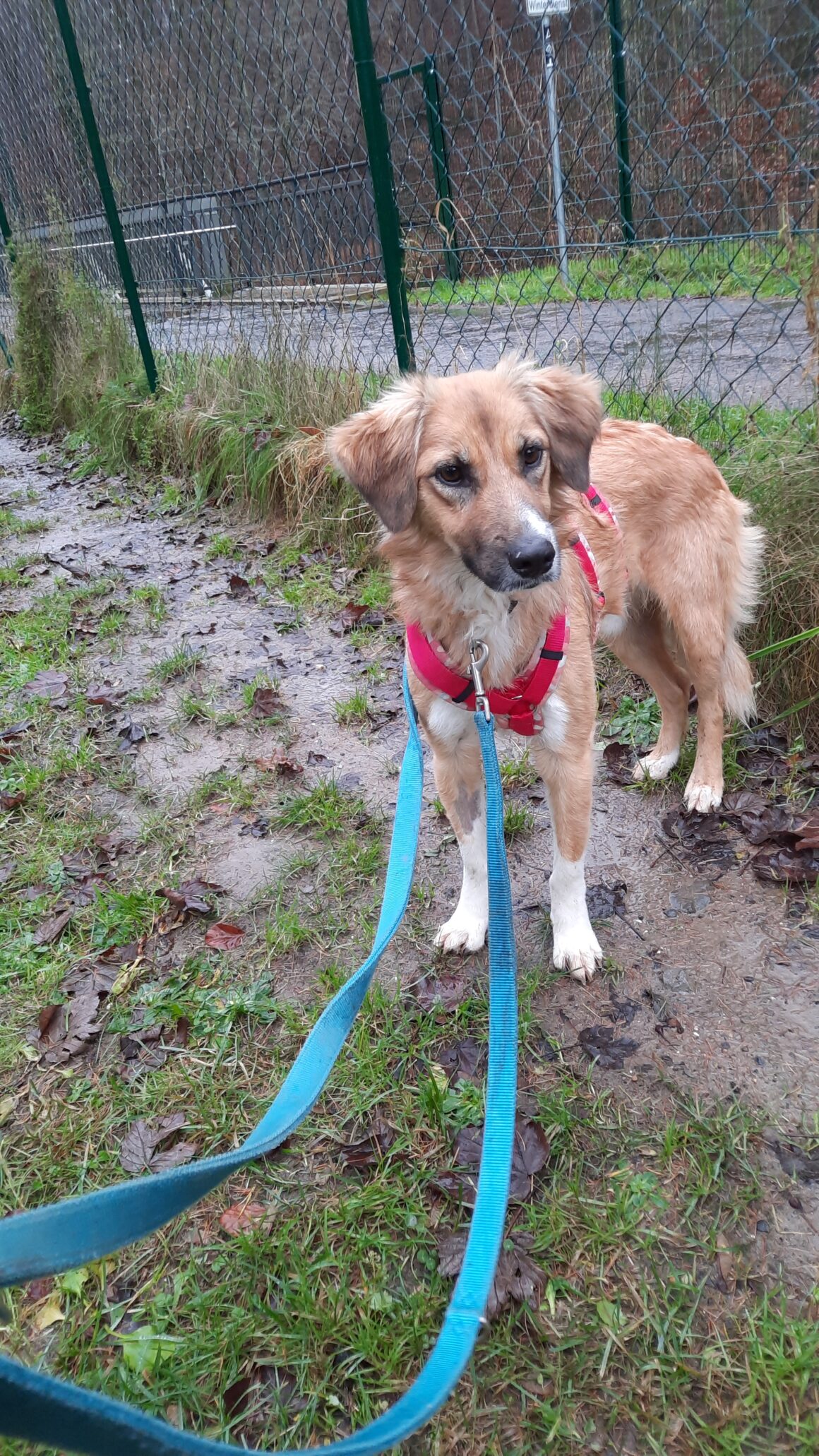 Amaury - Tierheim Solingen