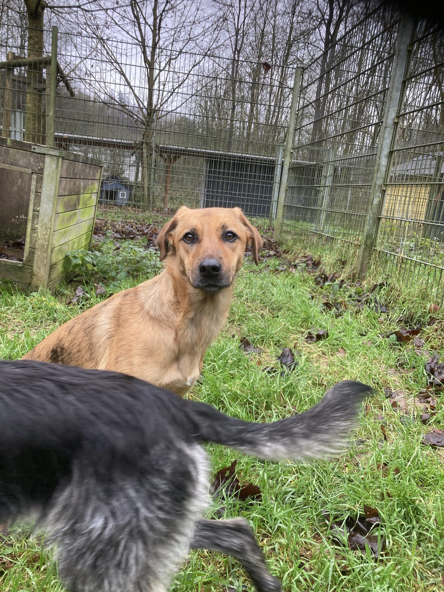 Melissi - Tierheim Solingen