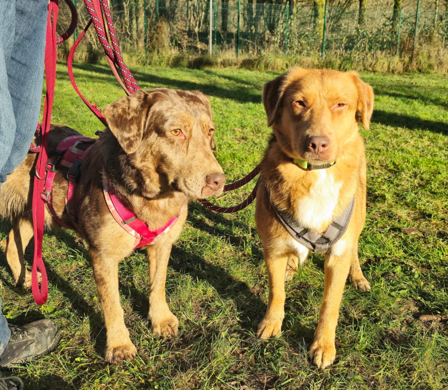 Wapi - Tierheim Solingen