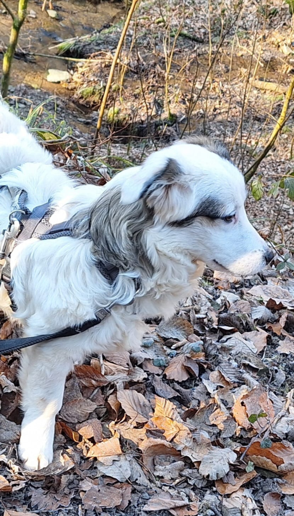 Schneewitchen - Tierheim Solingen