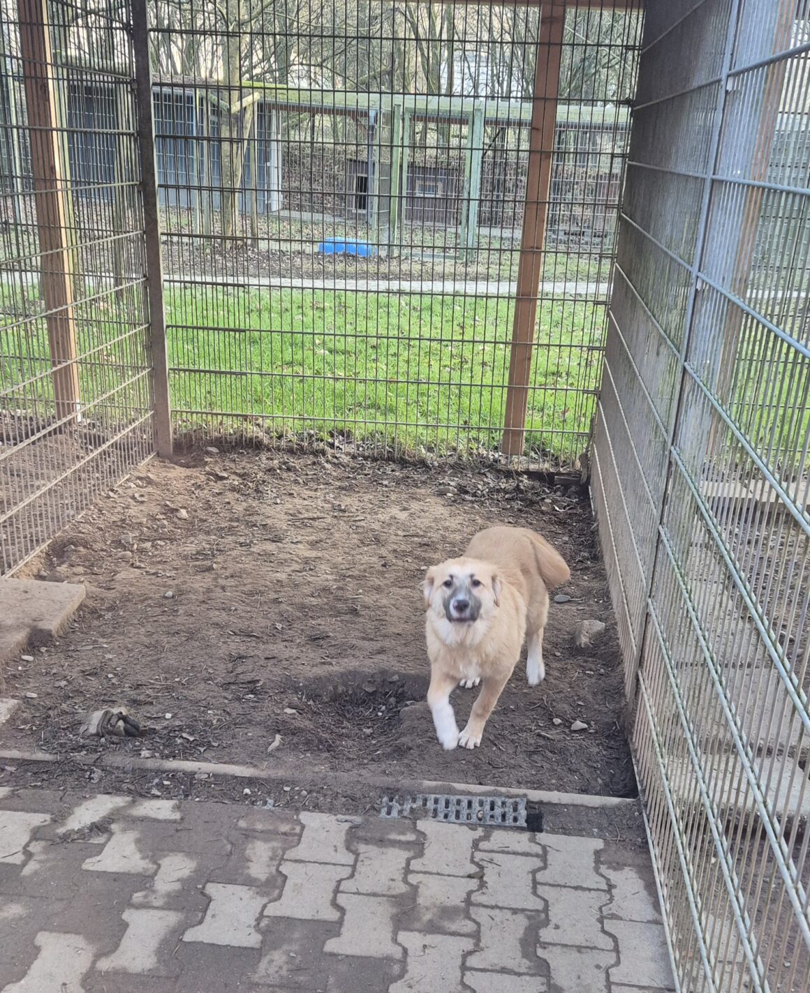 Ananas - Tierheim Solingen