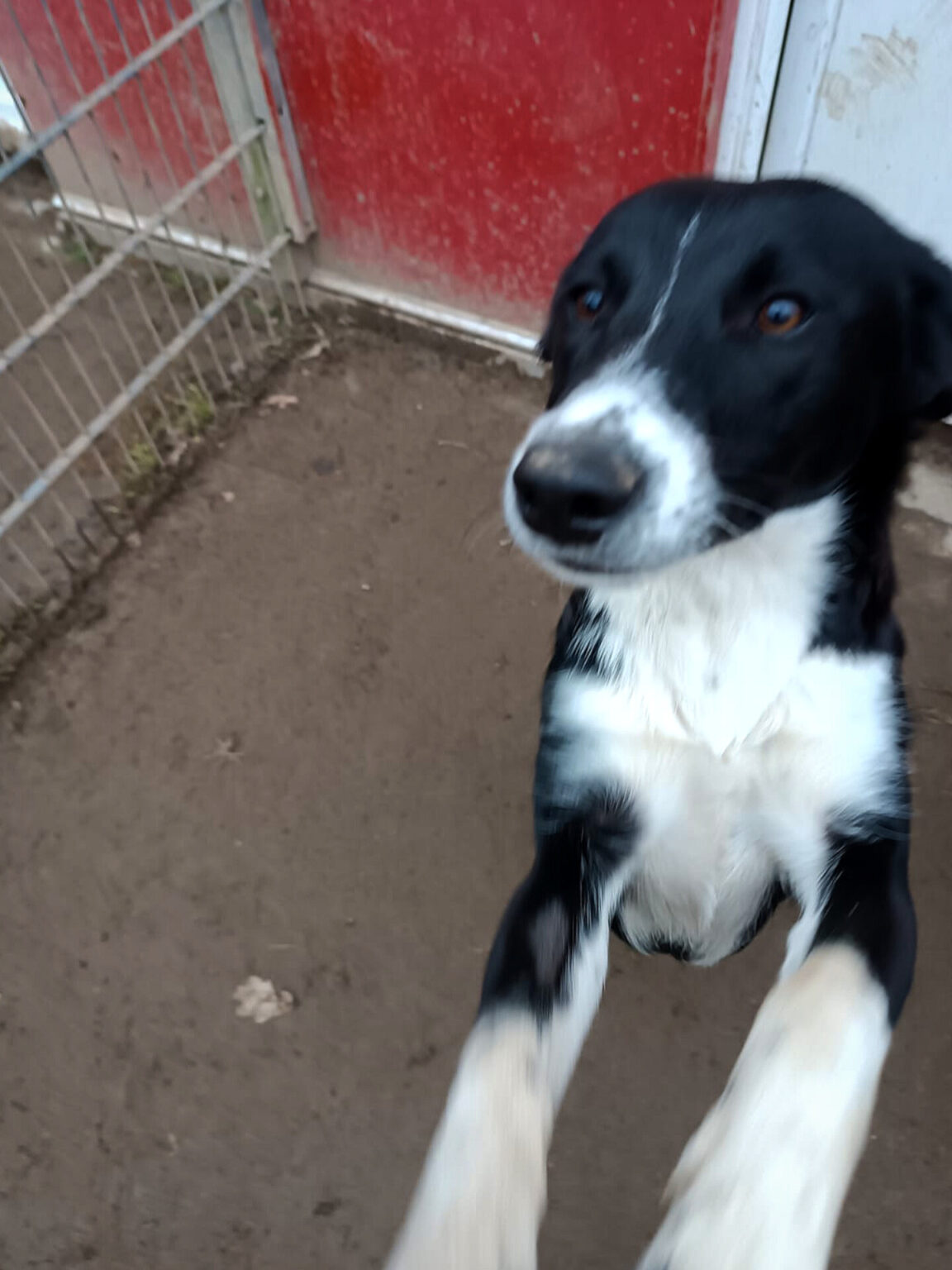 Kyma - Tierheim Solingen