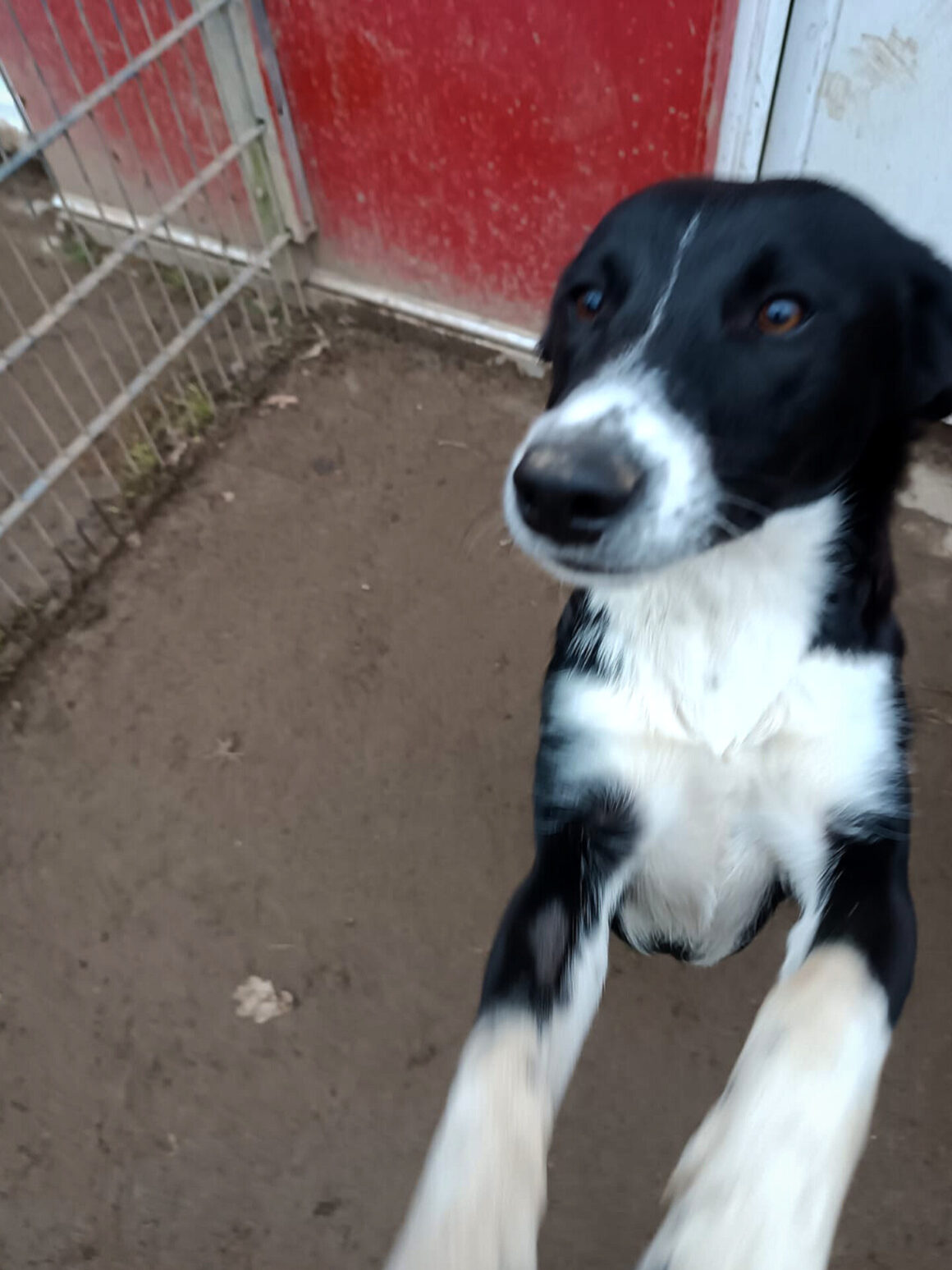 Kyma - Tierheim Solingen