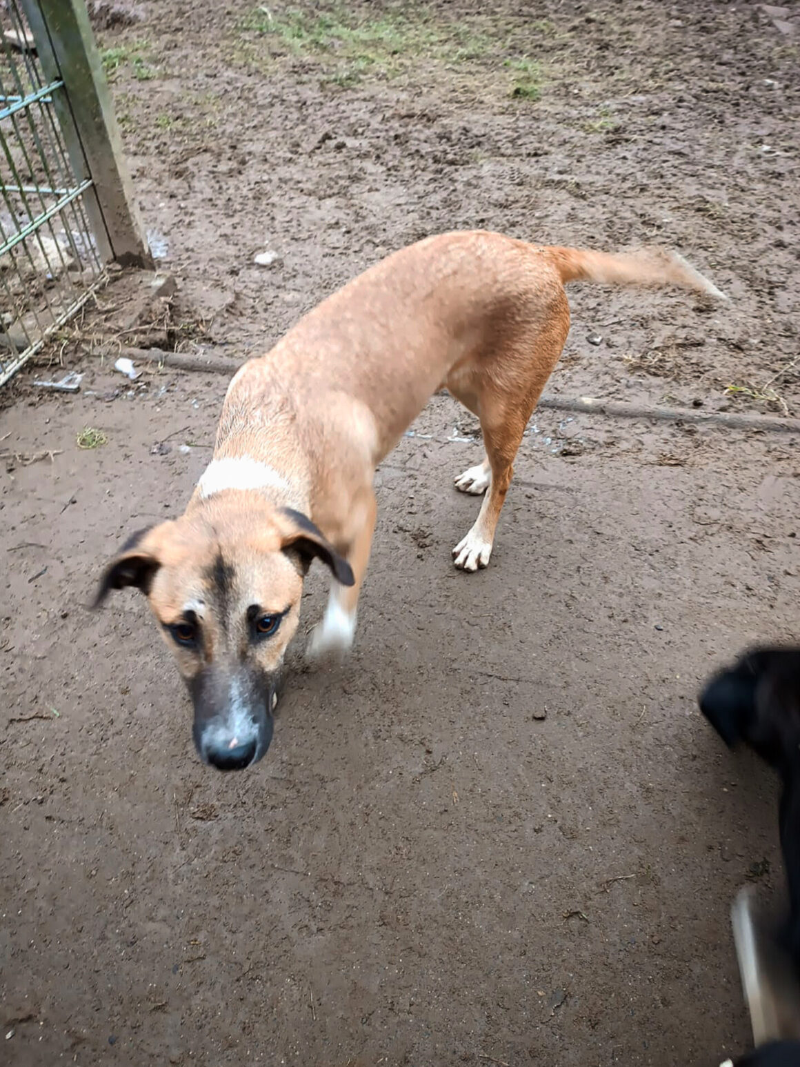 Riaki - Tierheim Solingen