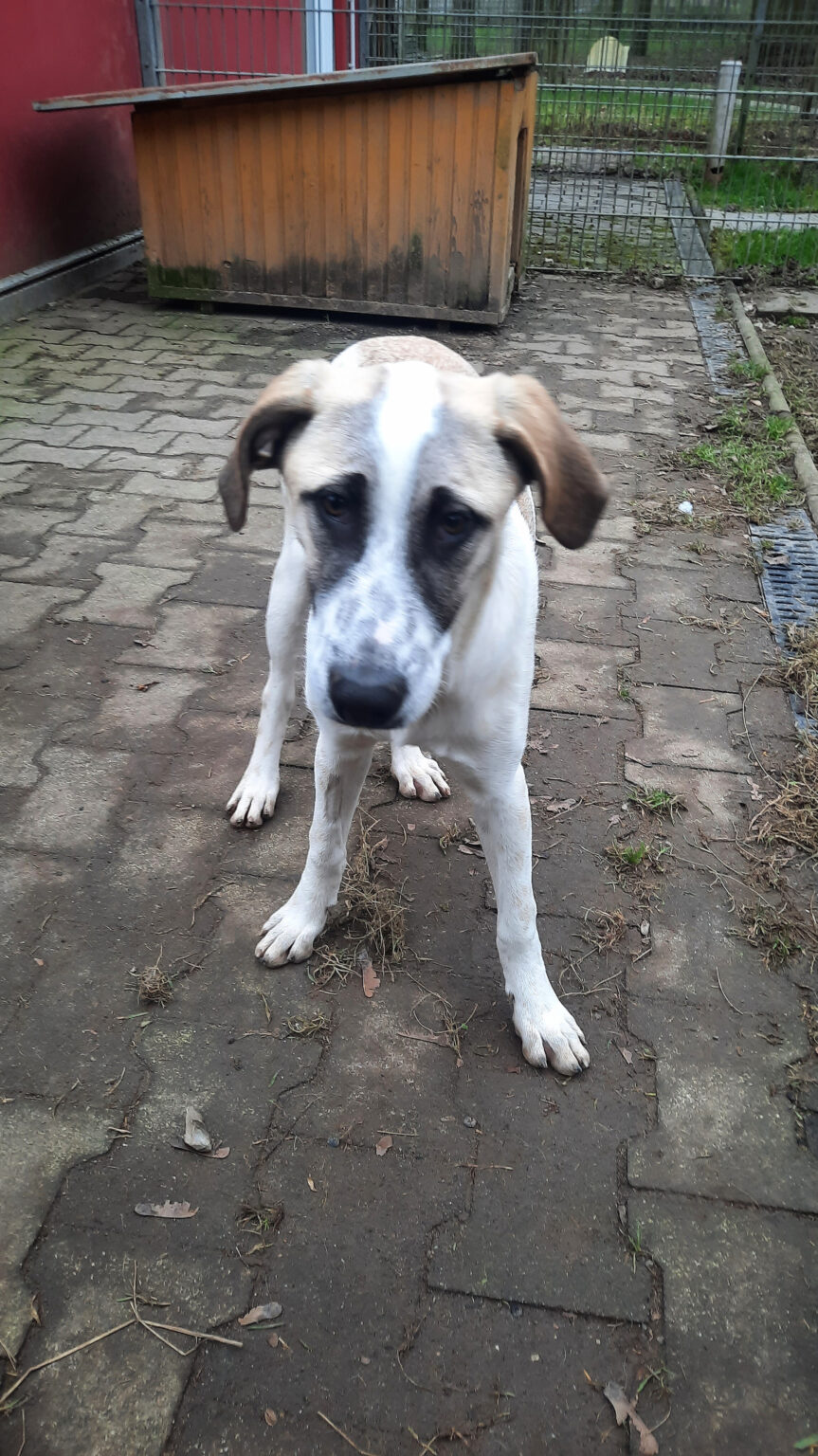 Limni - Tierheim Solingen