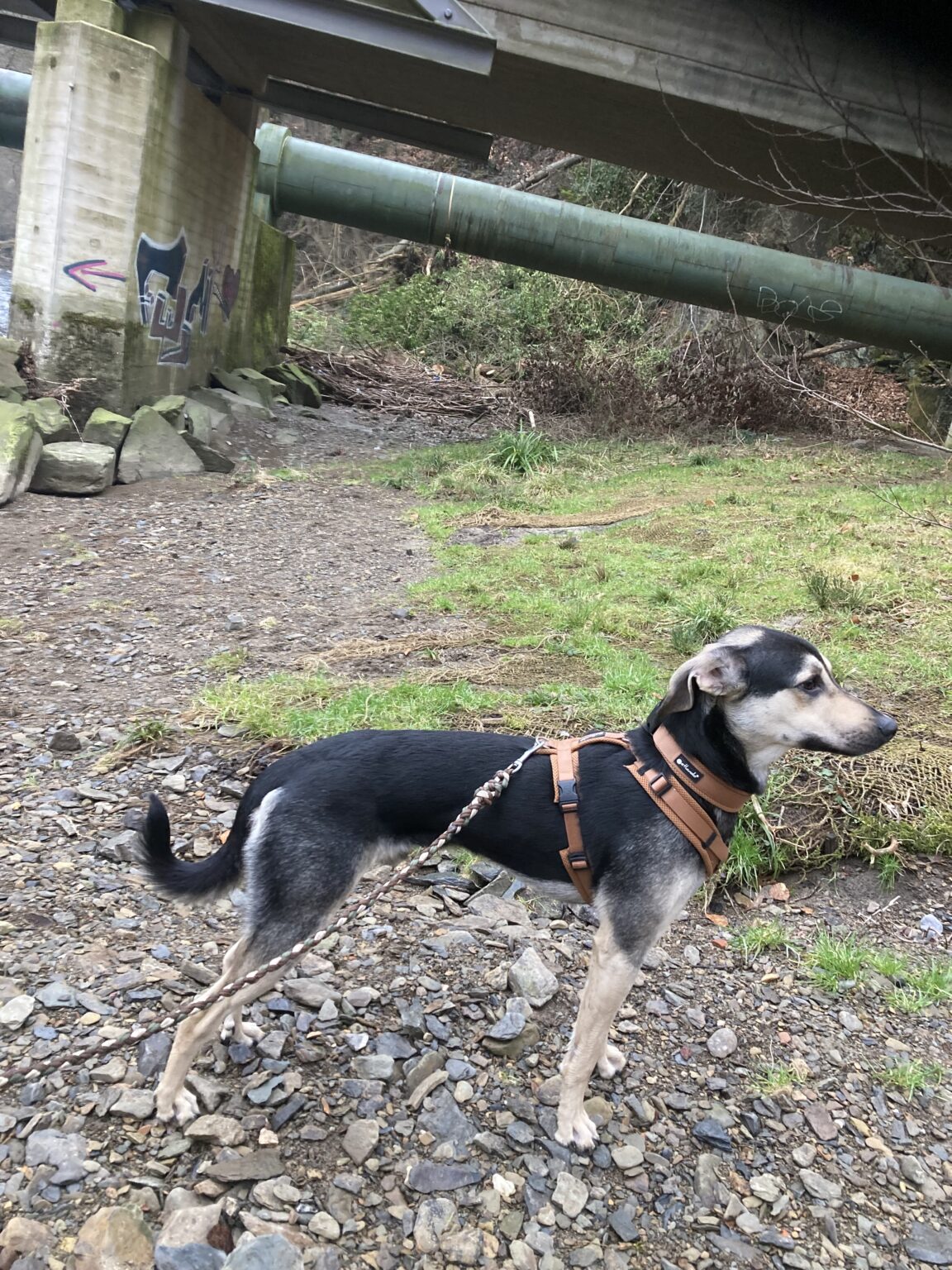 Pudding - Tierheim Solingen