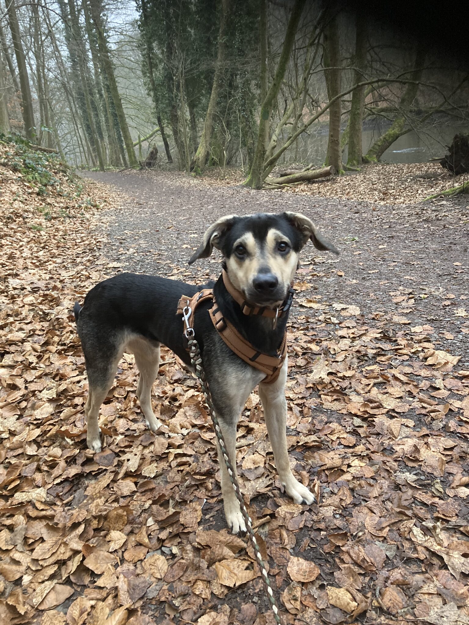 Pudding - Tierheim Solingen