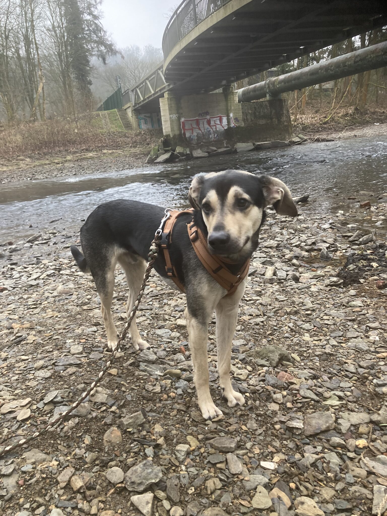 Pudding - Tierheim Solingen