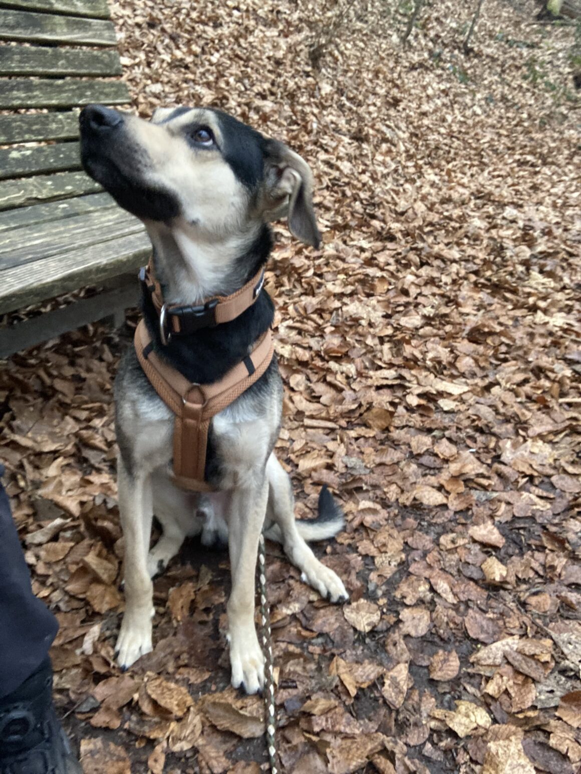 Pudding - Tierheim Solingen