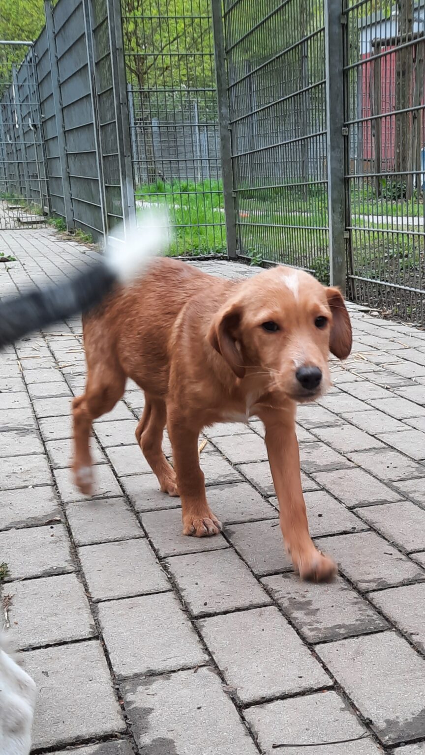 Bam - Tierheim Solingen