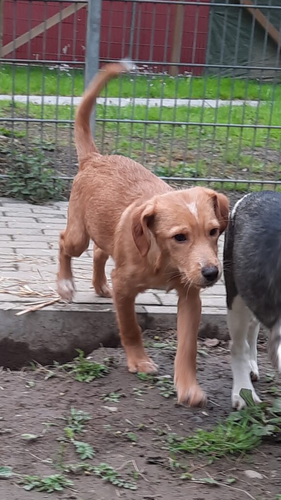 Bam - Tierheim Solingen