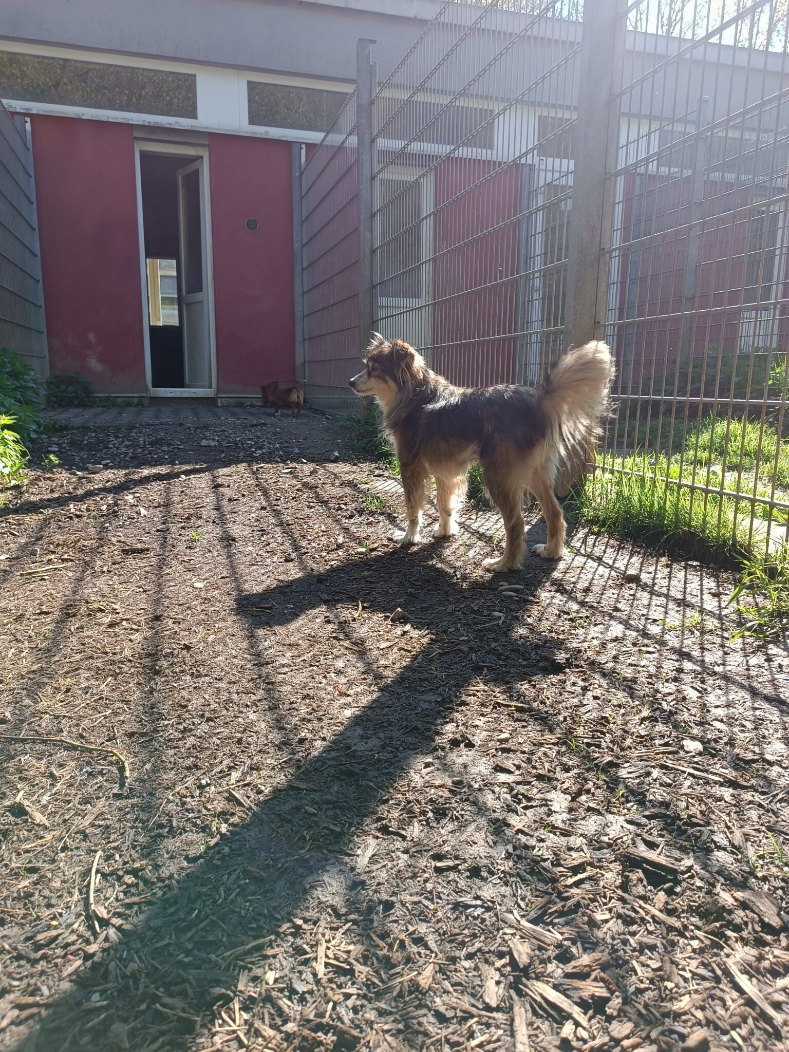 Tara - Tierheim Solingen