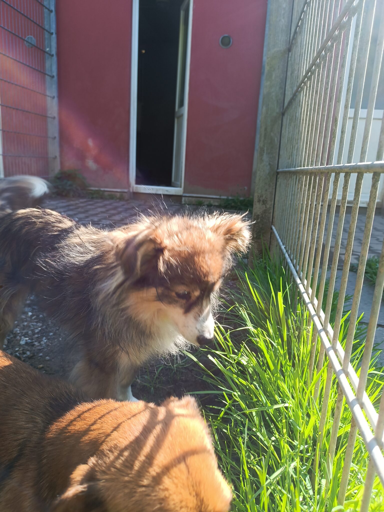 Tara - Tierheim Solingen