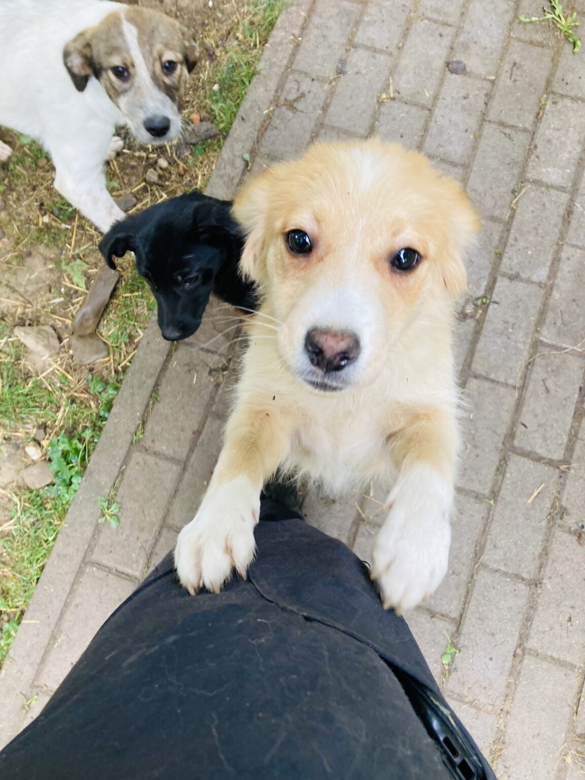 Butterfly - Tierheim Solingen