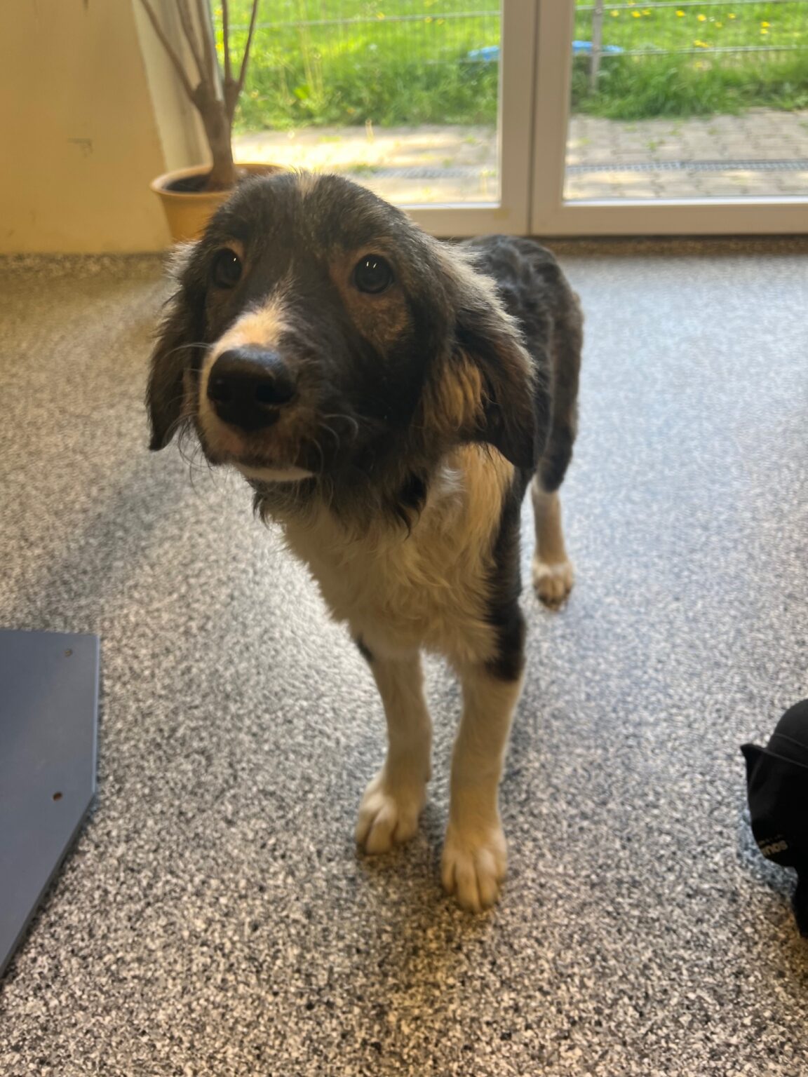 Manjula - Tierheim Solingen