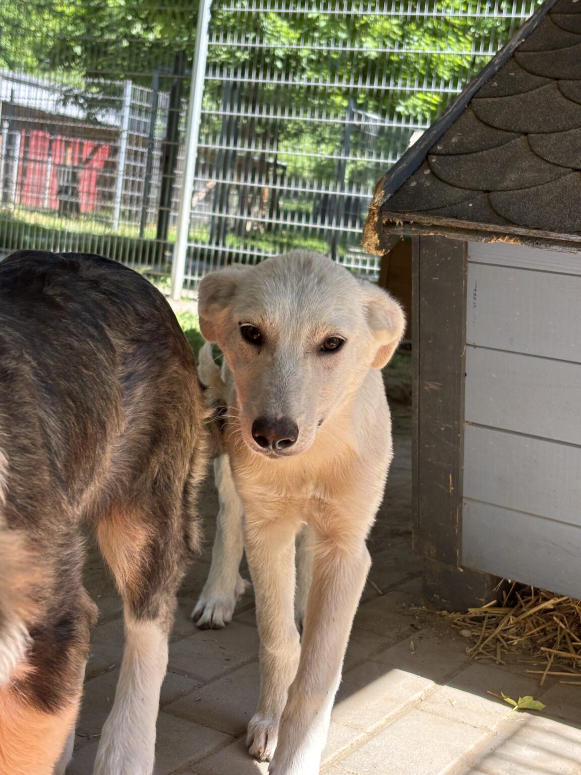 Paula - Tierheim Solingen