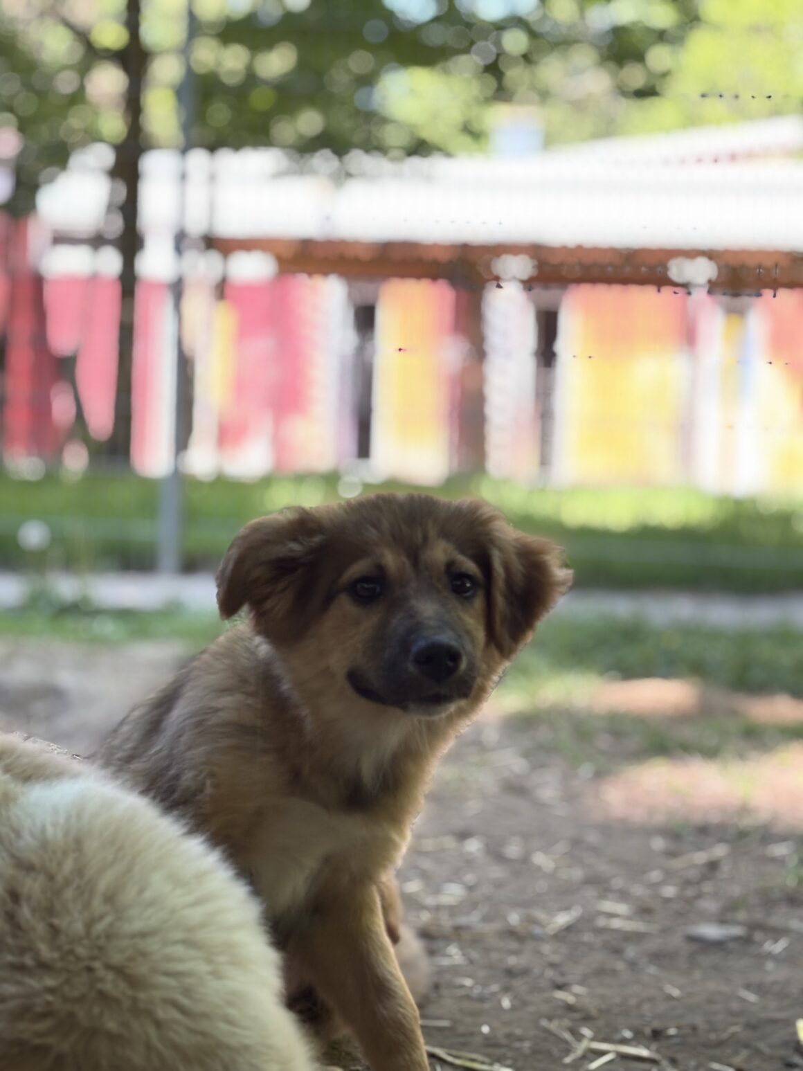 Scratchy - Tierheim Solingen