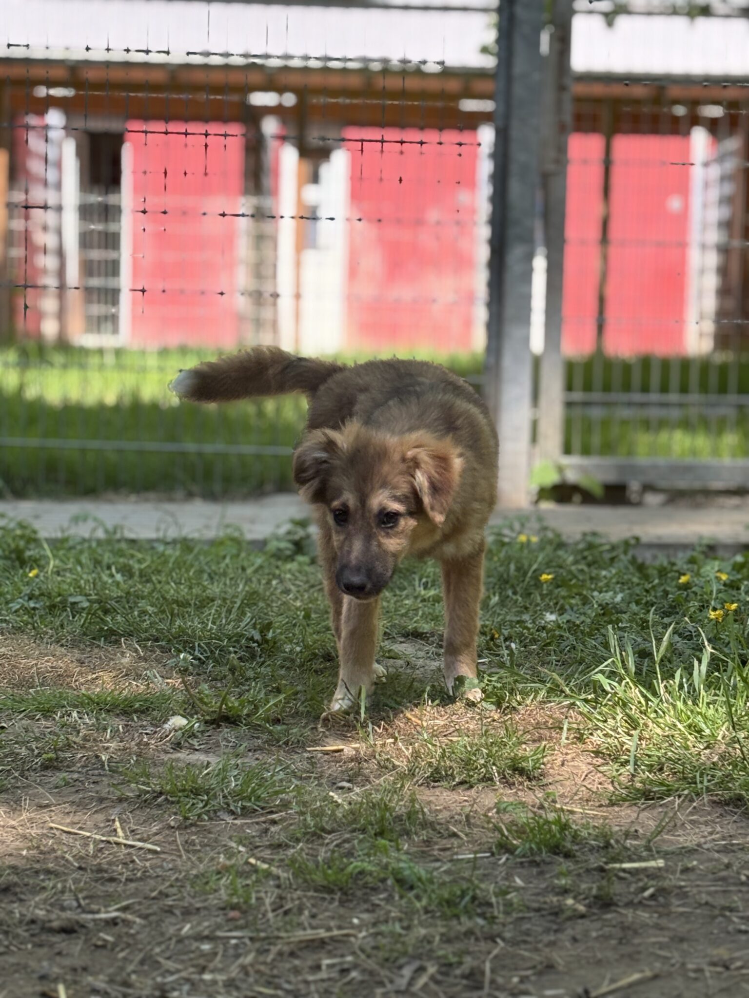 Scratchy - Tierheim Solingen