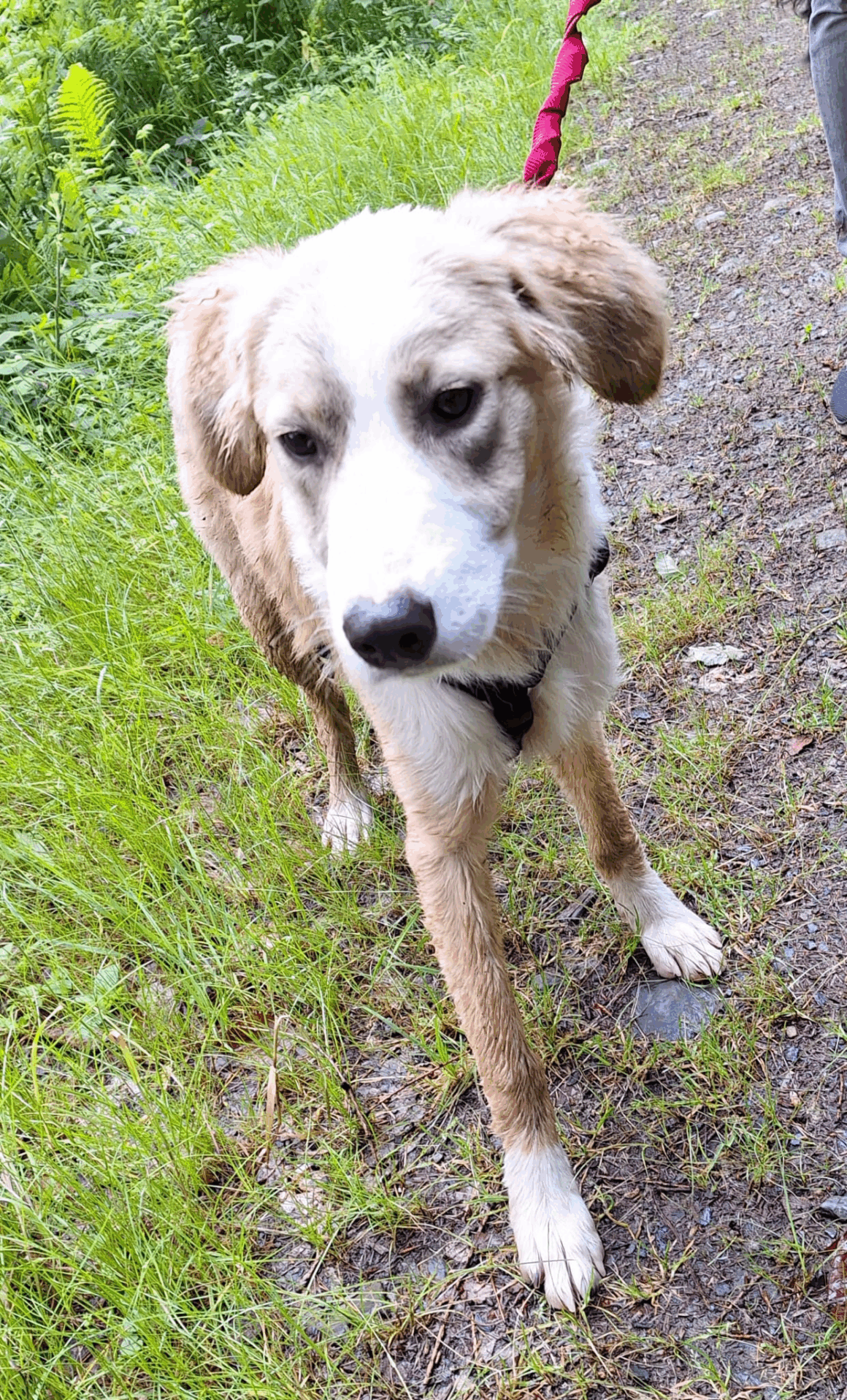 Peach - Tierheim Solingen